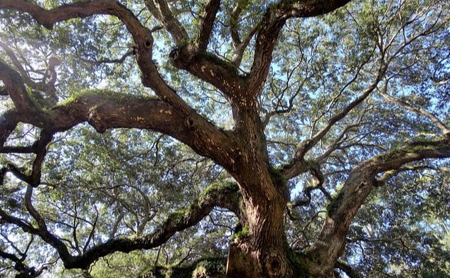 Normandie : Forêt de Roumare et Forêt Monumentale